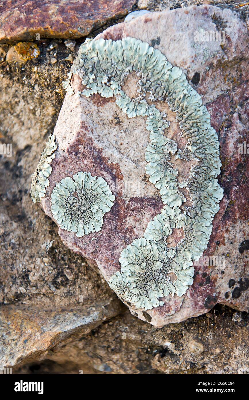 Top view of lichen in the stone surface Stock Photo - Alamy