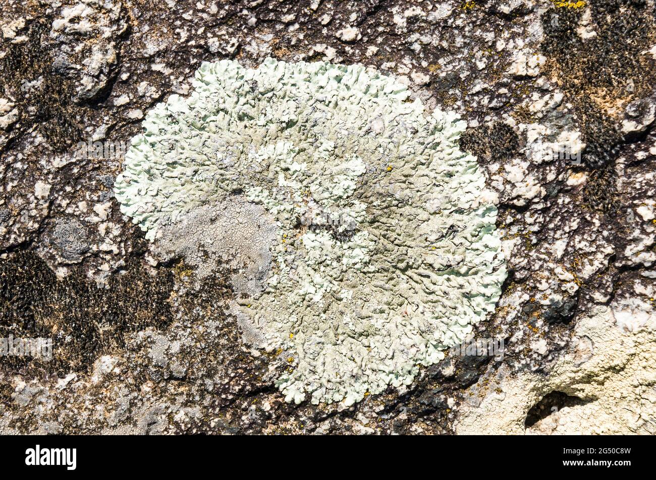 Top view of lichen in the stone surface Stock Photo - Alamy