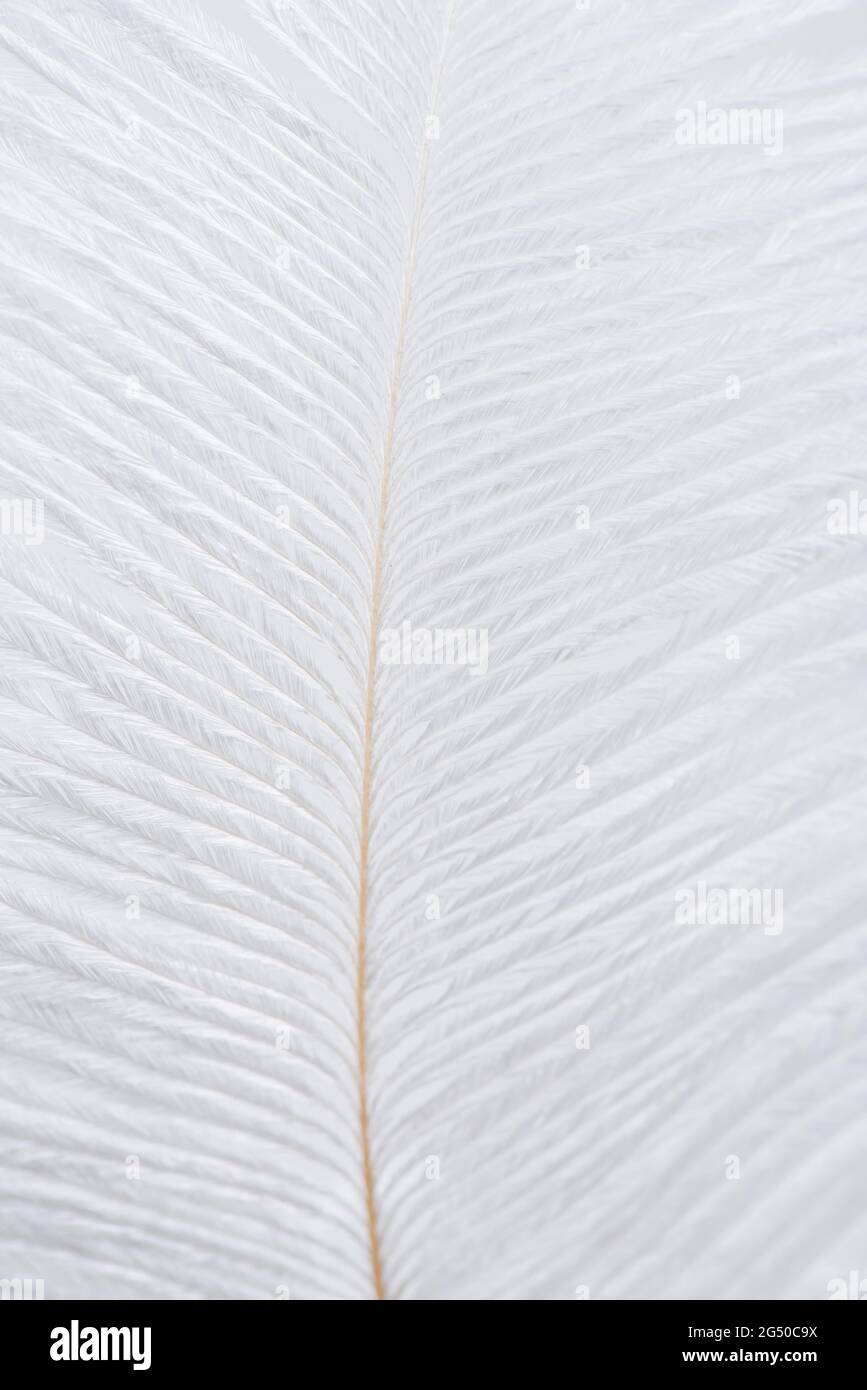 lightweight and soft feather isolated on white Stock Photo - Alamy