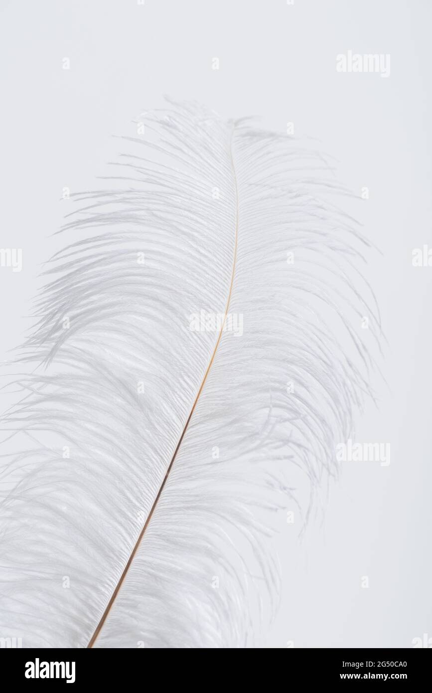 weightless and fluffy feather isolated on white Stock Photo - Alamy