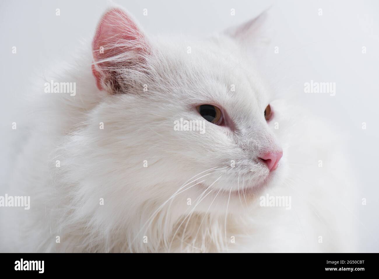 white and domestic cat isolated on white Stock Photo - Alamy