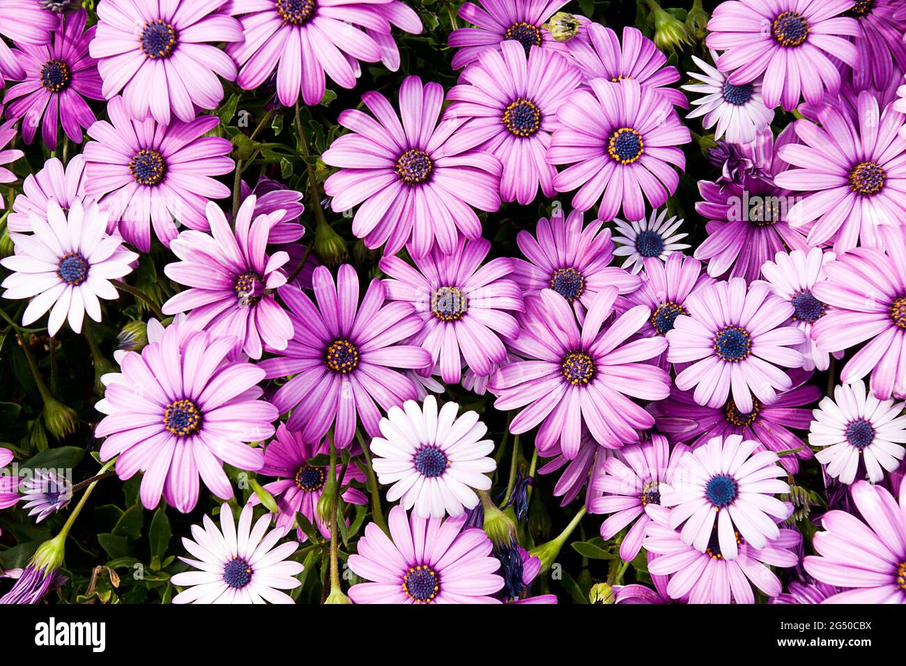 Closeup of purple African daisies (Osteospermum) - perfect for ...