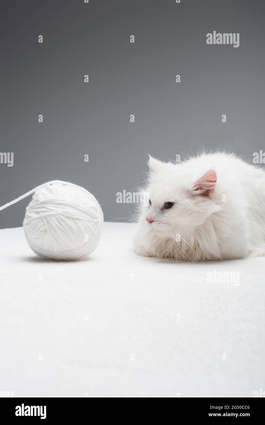 white domestic cat near tangled ball of thread isolated on grey Stock ...