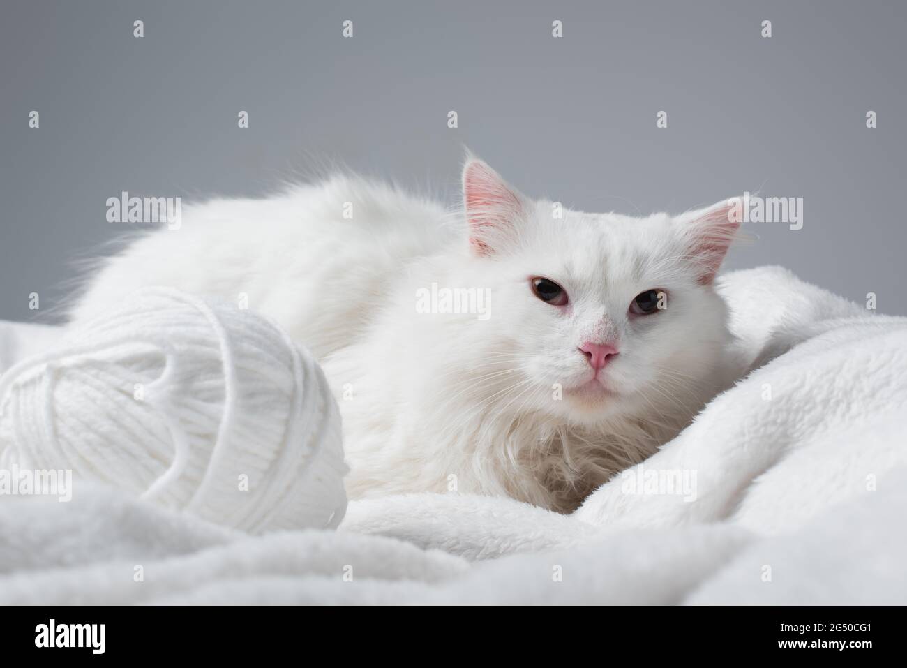 fluffy cat near blurred ball of thread on soft blanket isolated on grey ...