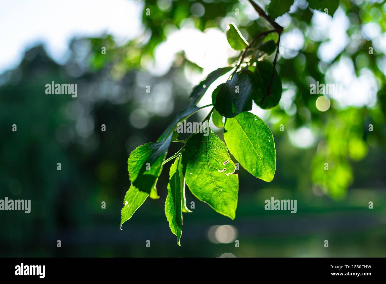 Morning rays pass through trees hi-res stock photography and images - Alamy
