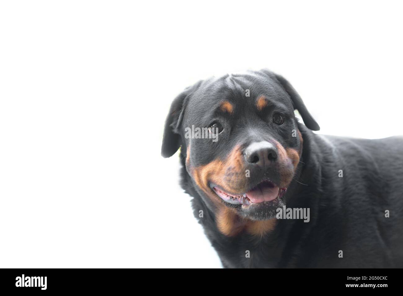 Adult dog breed Rottweiler head close-up portrait with a smiling face ...