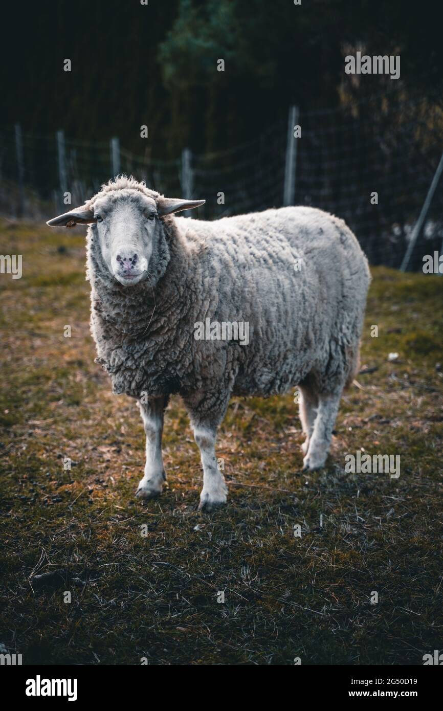 English leicester sheep hi-res stock photography and images - Alamy