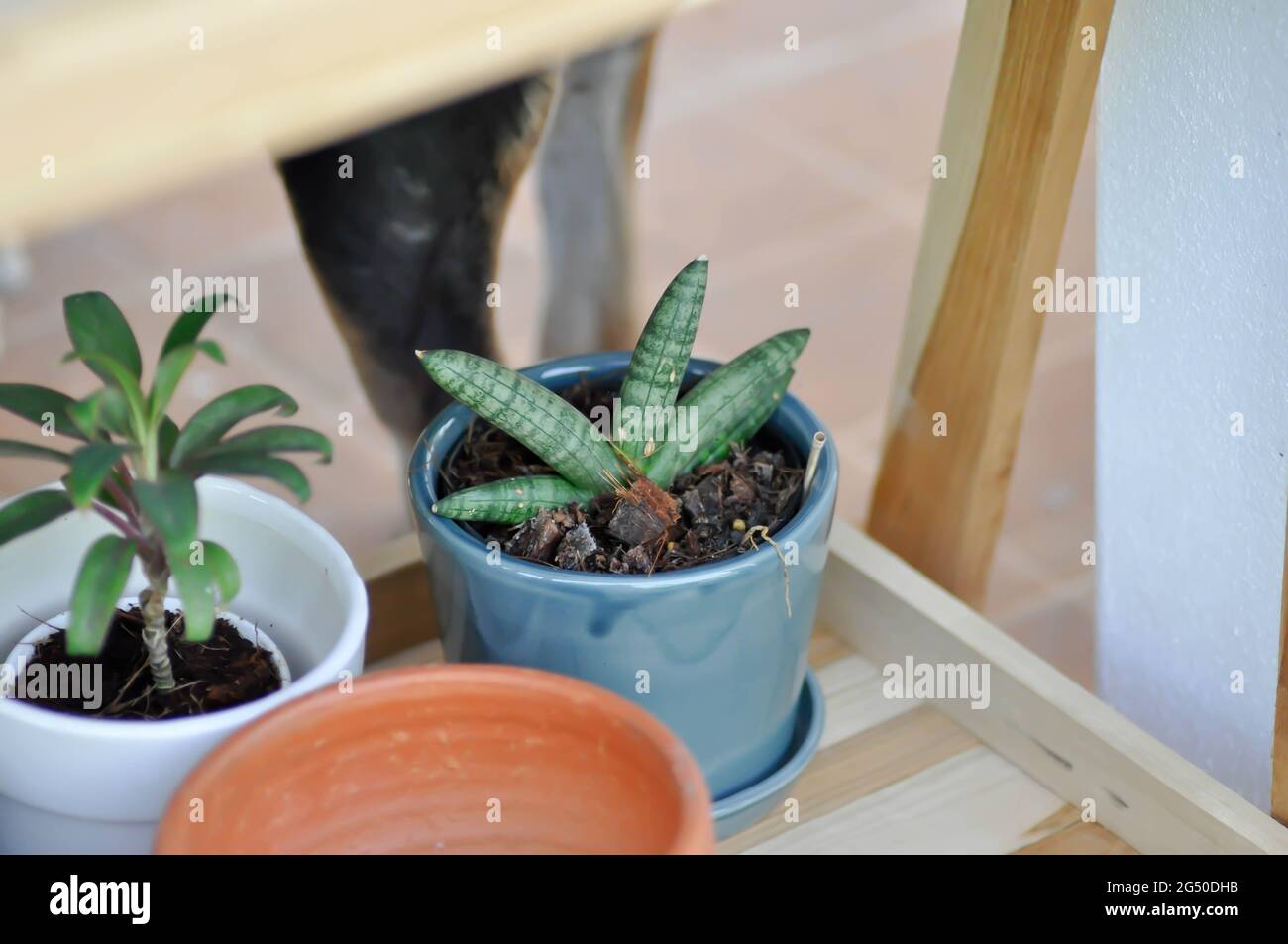 Sansevieria boncellensis, Sansevieria or Queen of Sansevieria or ...
