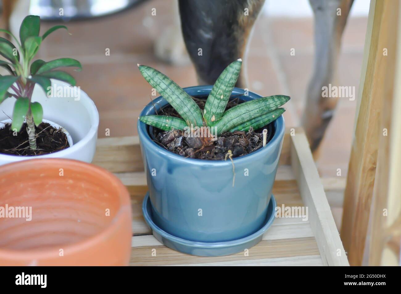 Sansevieria boncellensis, Sansevieria or Queen of Sansevieria or ...