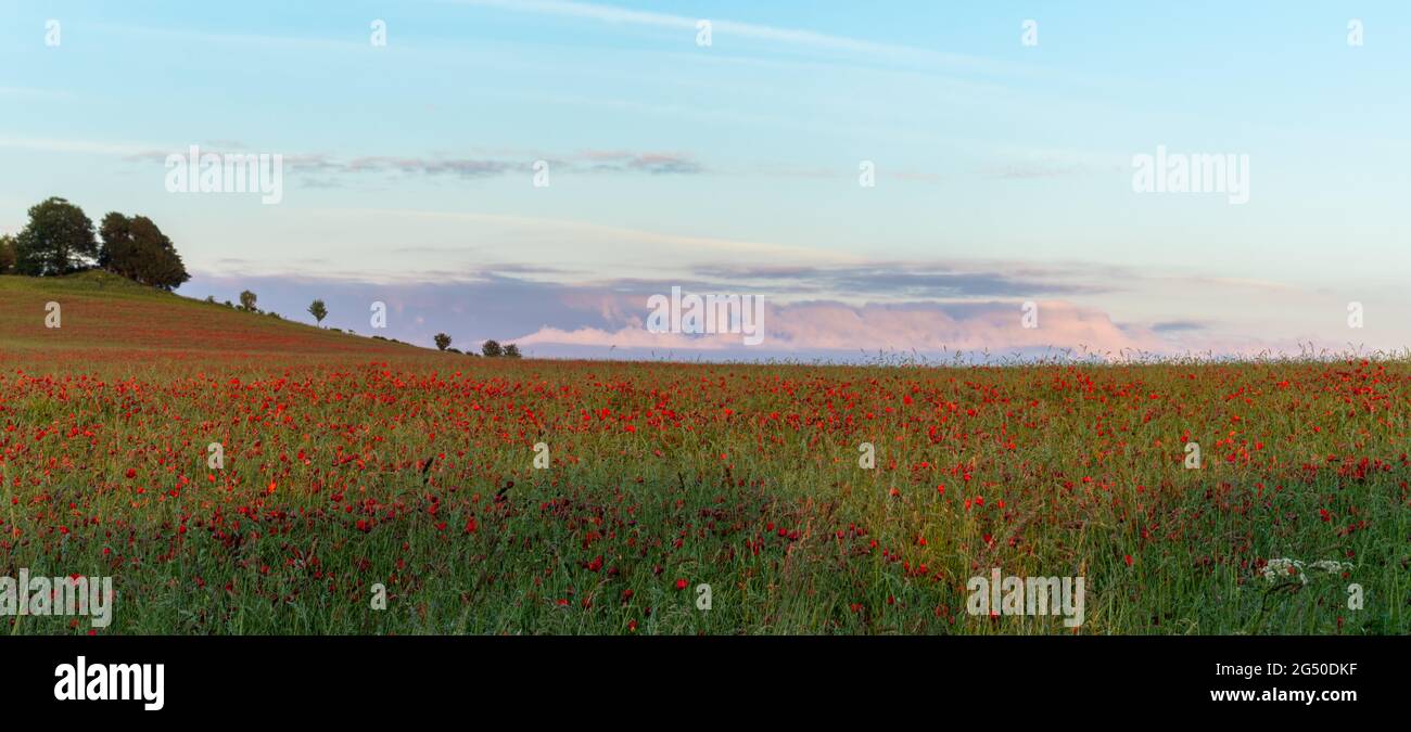 Common uk field weeds hi-res stock photography and images - Alamy