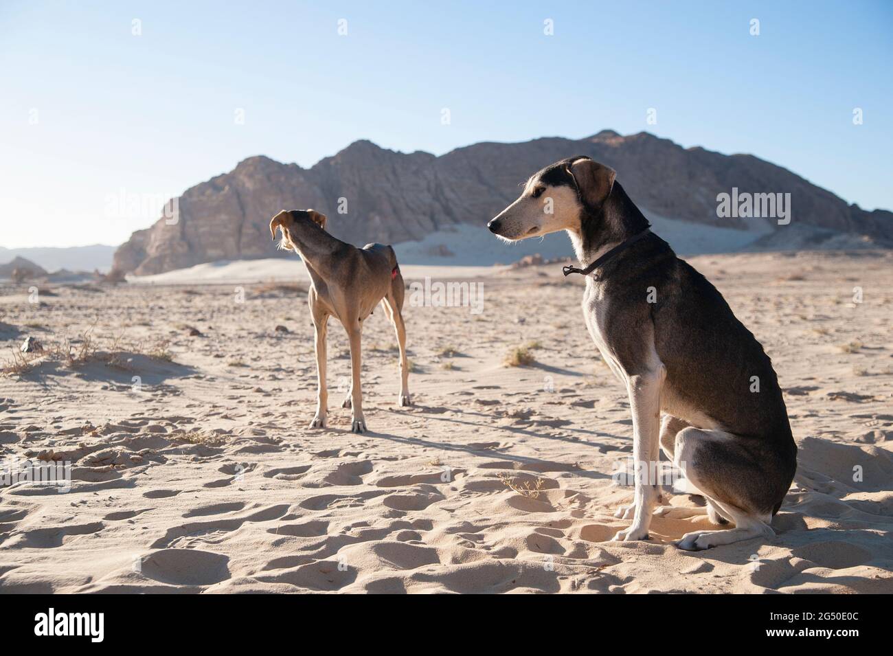 Bedouin greyhound hi-res stock photography and images - Alamy