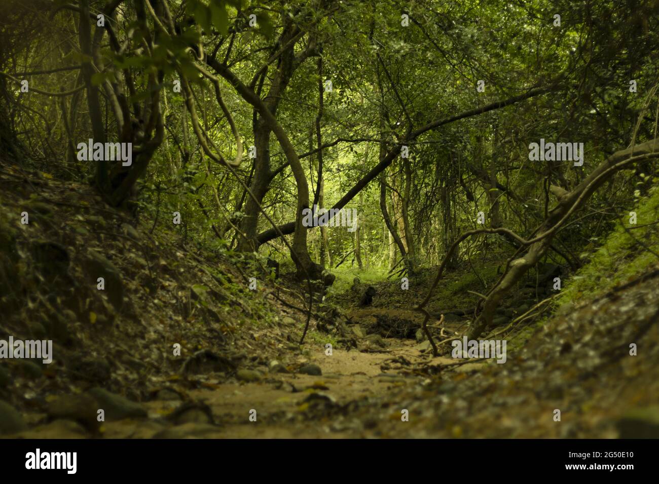 Enchanted forest scene - lush green forest with ancient cedar trees in ...