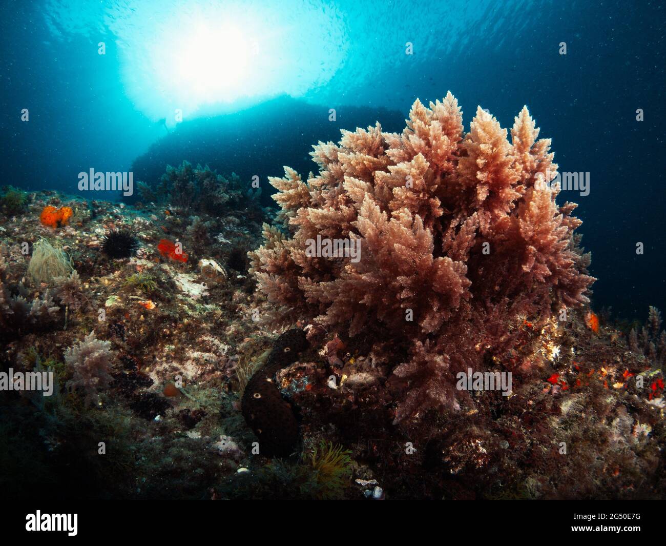 Red seaweed ocean algae hi-res stock photography and images - Alamy