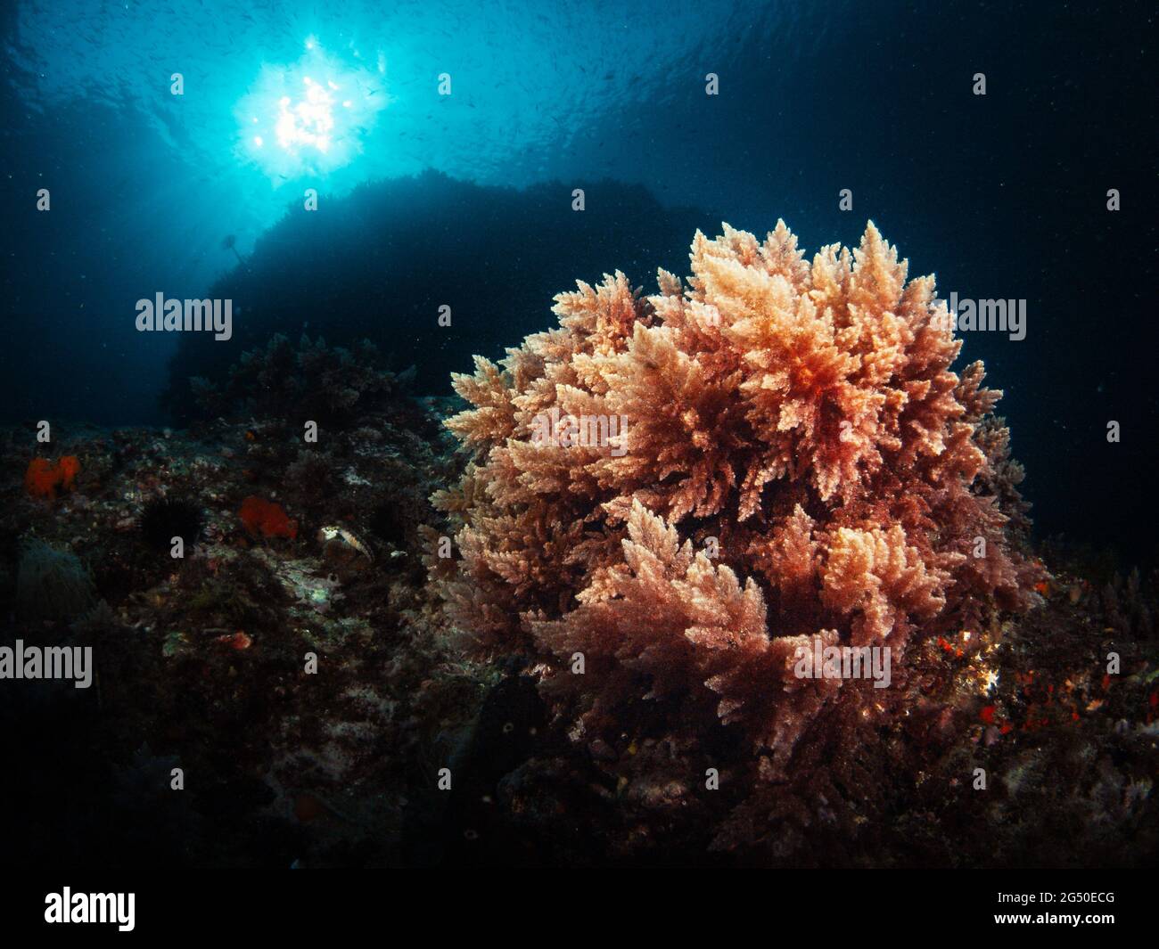 Red algae covering rocks hi-res stock photography and images - Alamy