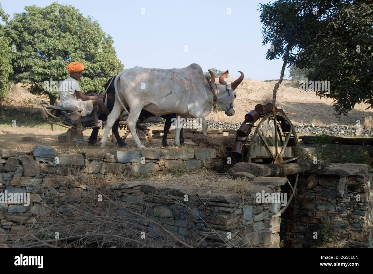 Oxen farming hi-res stock photography and images - Alamy