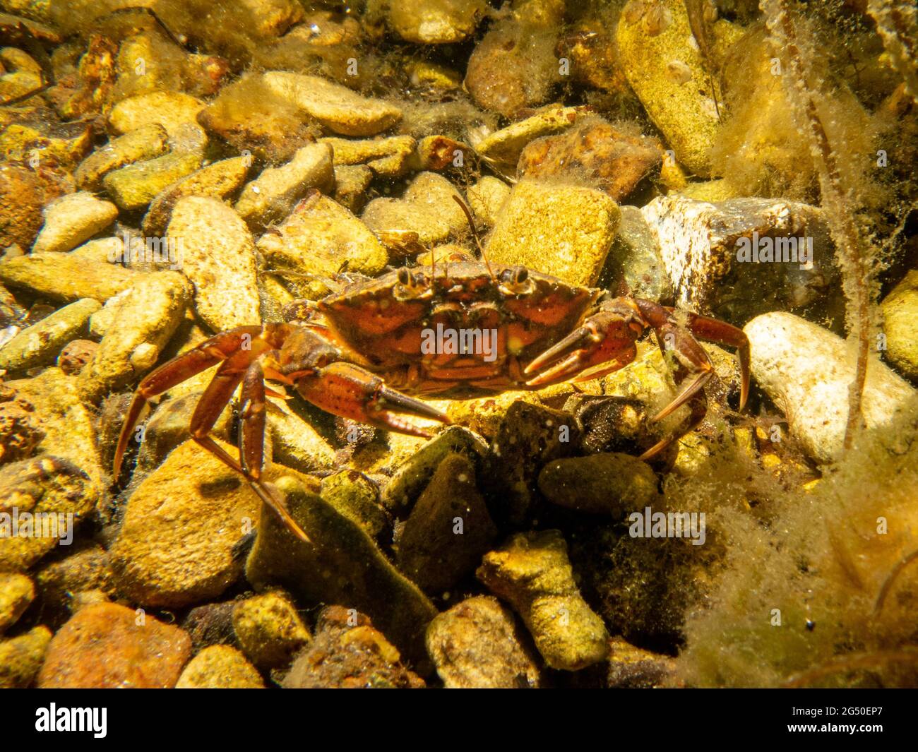 Orange crab hi-res stock photography and images - Alamy