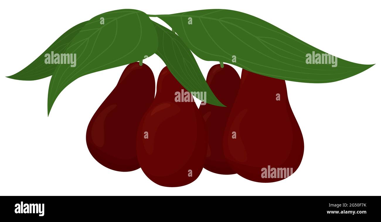 Dogwood red berries with leaves isolated on white background. Cartoon ...