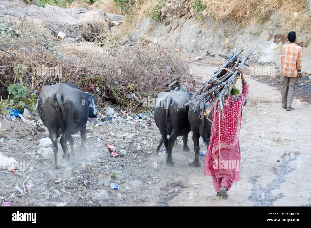 Water Buffalo at Kumbhalgarh Stock Photo - Alamy