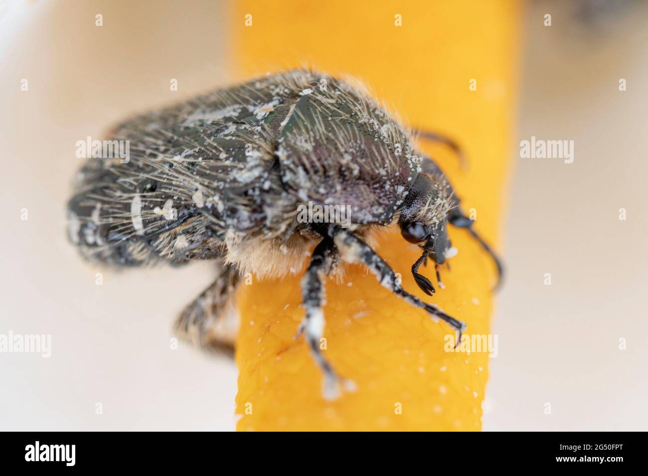 Specimen of Oxythyrea funesta or Cetoniella inside a flower Stock Photo ...