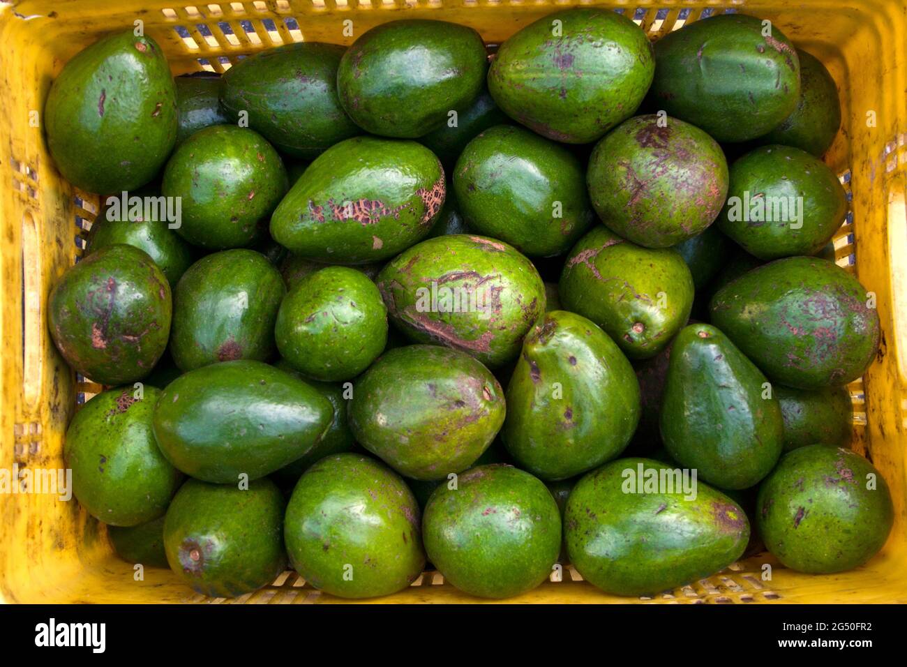 Avocados in box hi-res stock photography and images - Alamy