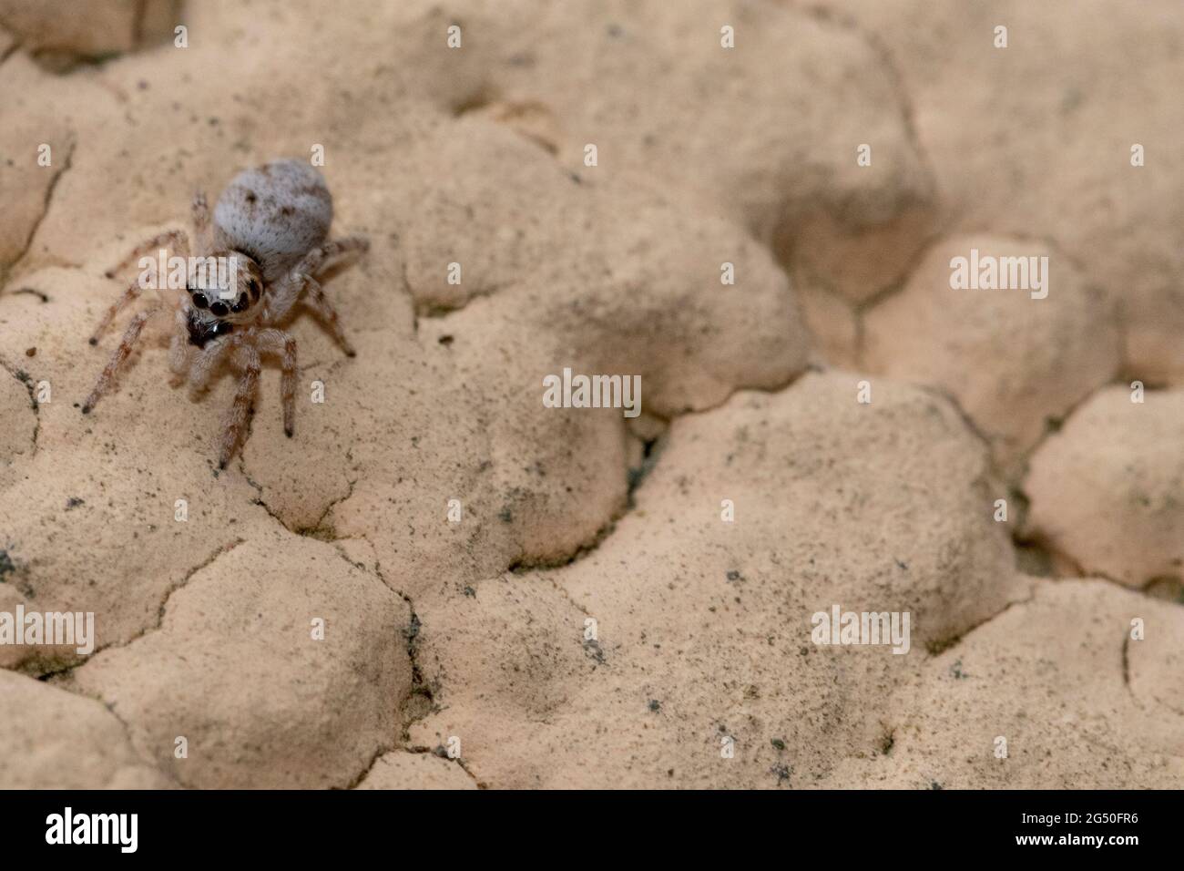 Specimen of jumping spider on a rocky wall Stock Photo - Alamy