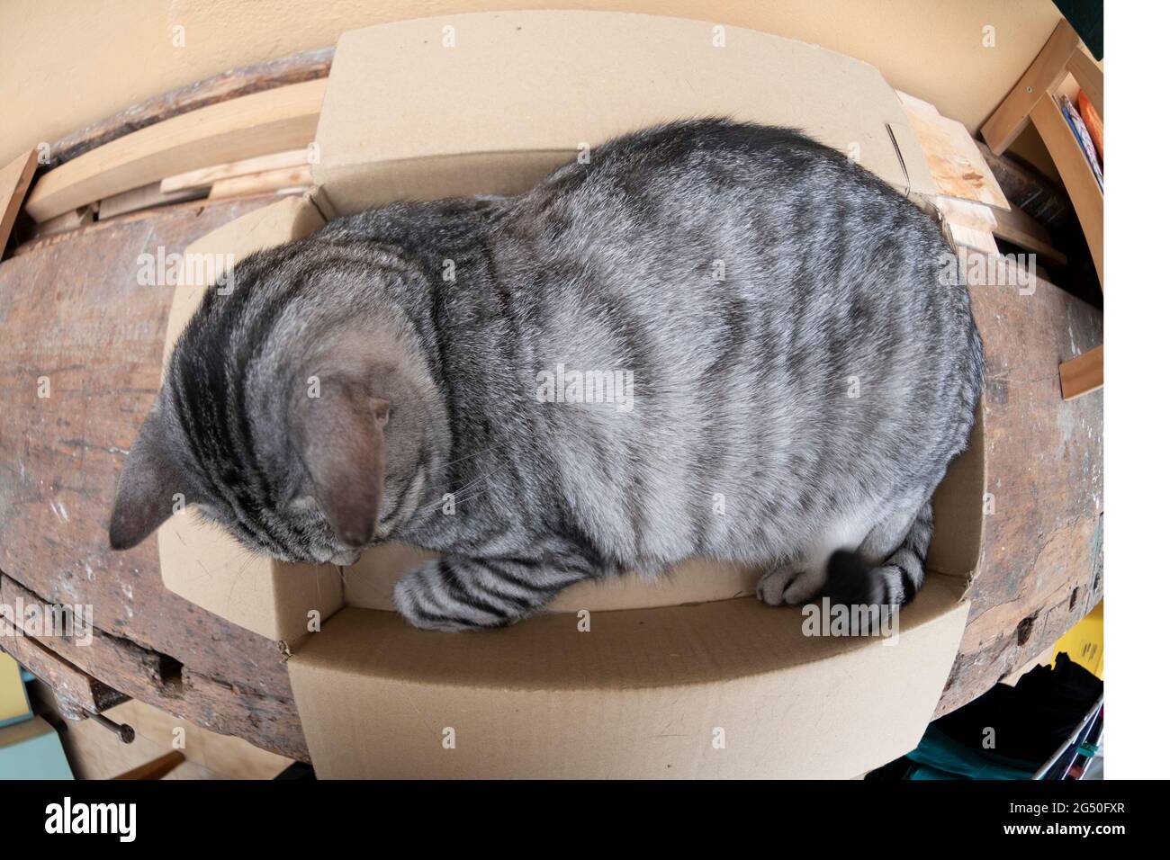 Funny cat box hi-res stock photography and images - Alamy