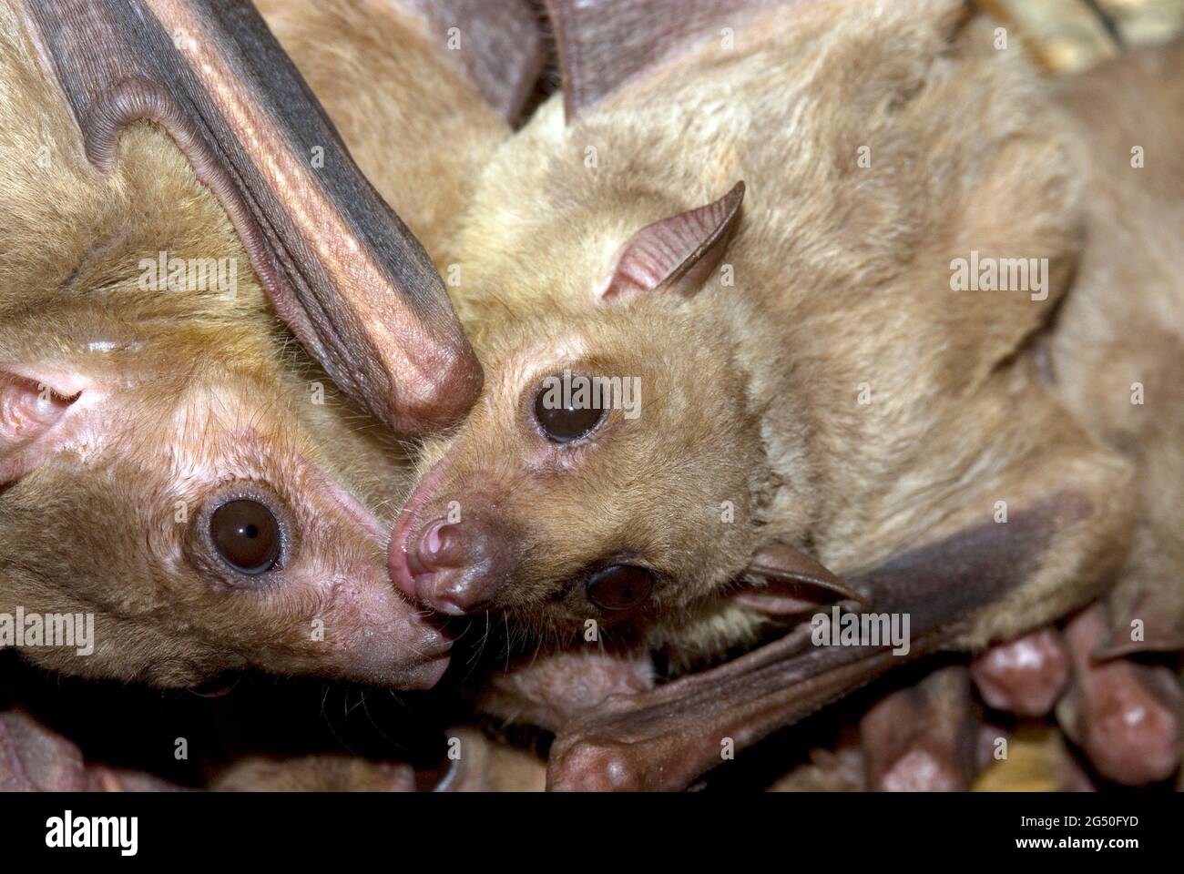 Fruit bat - Rousettus aegyptiacusת colony rest in a cave, closeup Stock ...