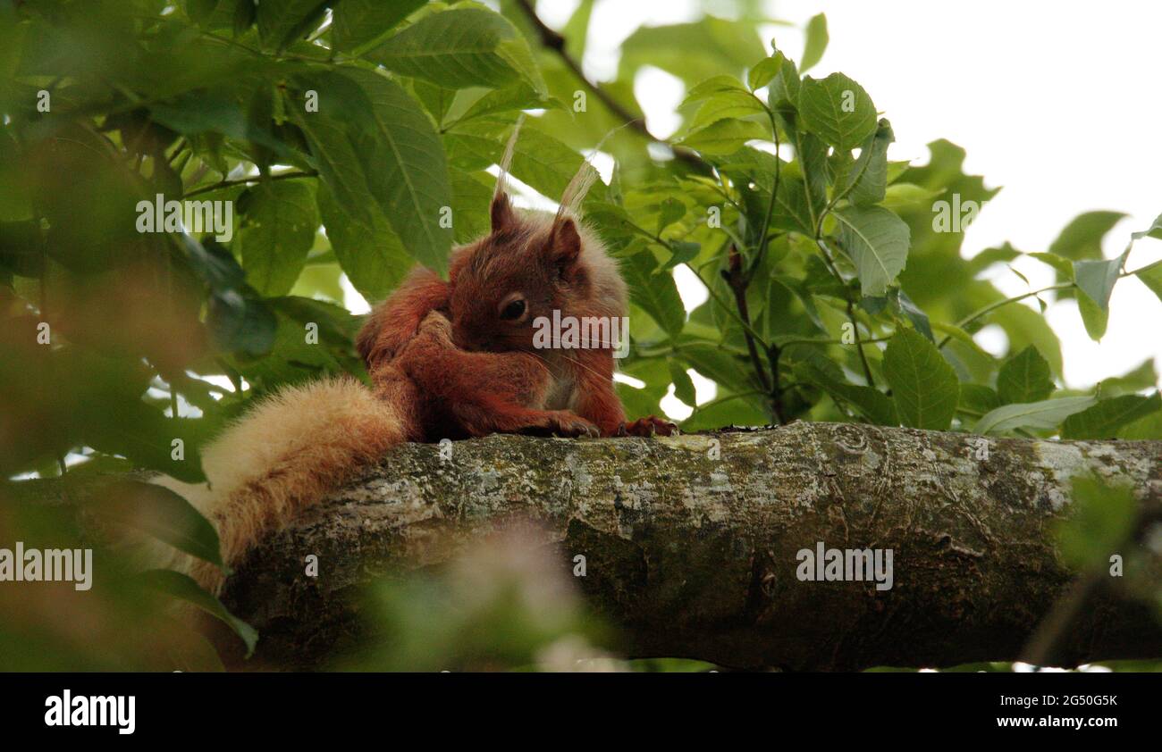 Small furry mammals hi-res stock photography and images - Alamy