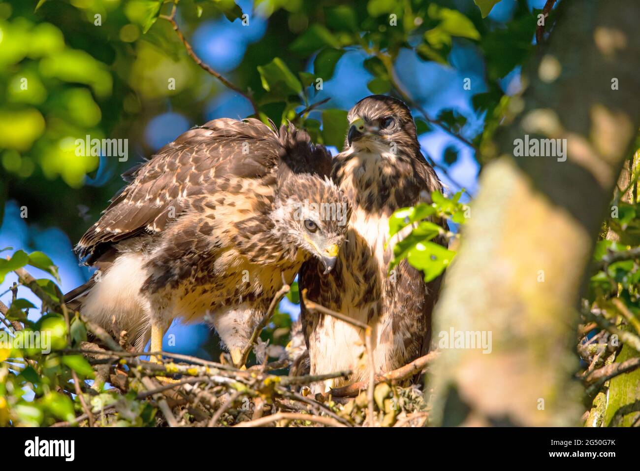 Buteo buteo common buzzard nest hi-res stock photography and images - Alamy