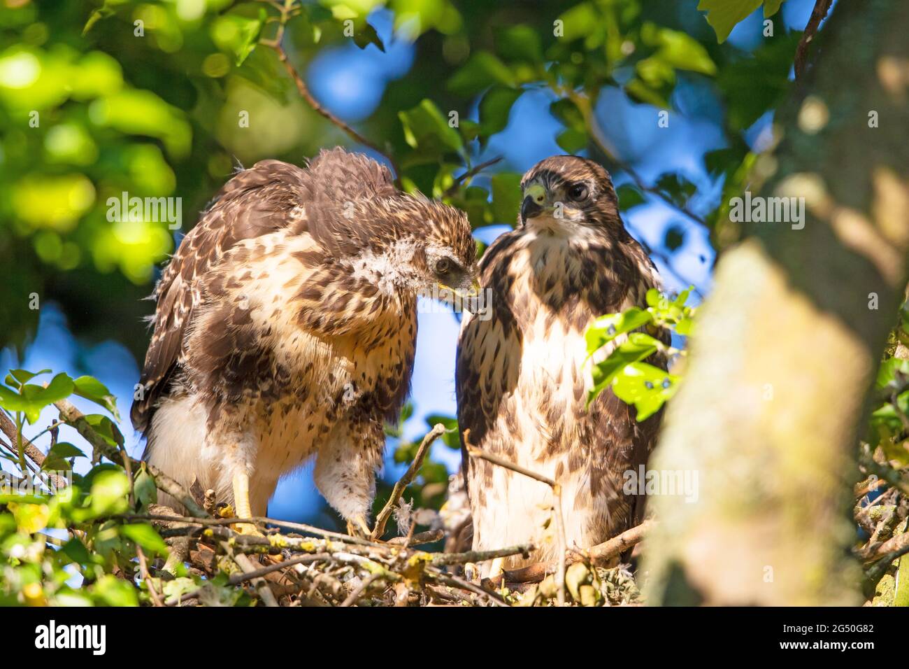 Buteo buteo common buzzard nest hi-res stock photography and images - Alamy