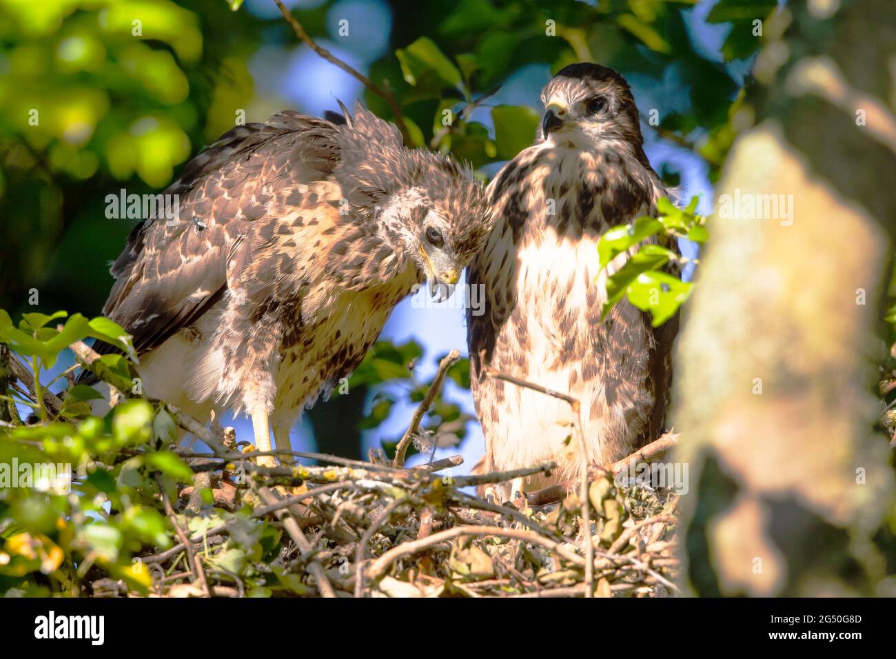 Buteo buteo common buzzard nest hi-res stock photography and images - Alamy