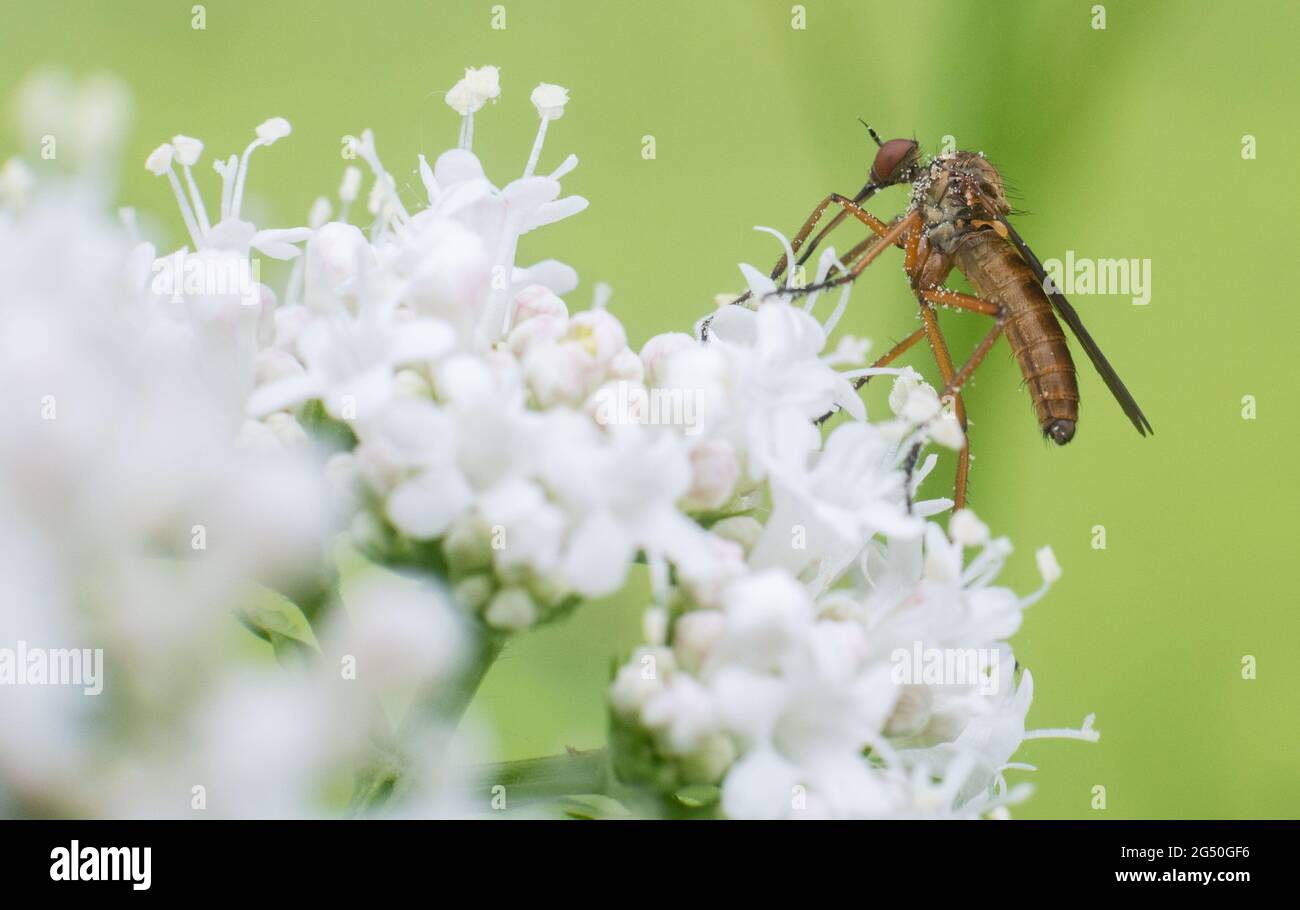 Laatzen, Germany. 24th June, 2021. An insect sits in the Alte Leine ...