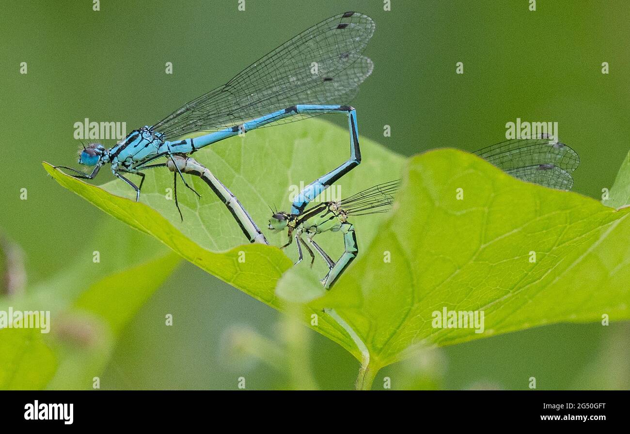 Laatzen, Germany. 24th June, 2021. Two dragonflies mate, forming a so ...