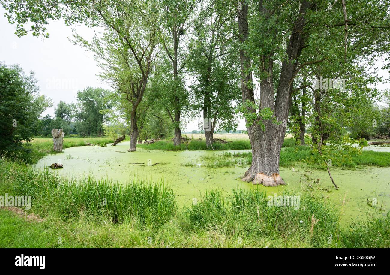Laatzen, Germany. 24th June, 2021. Duckweed covers the river Leine with ...