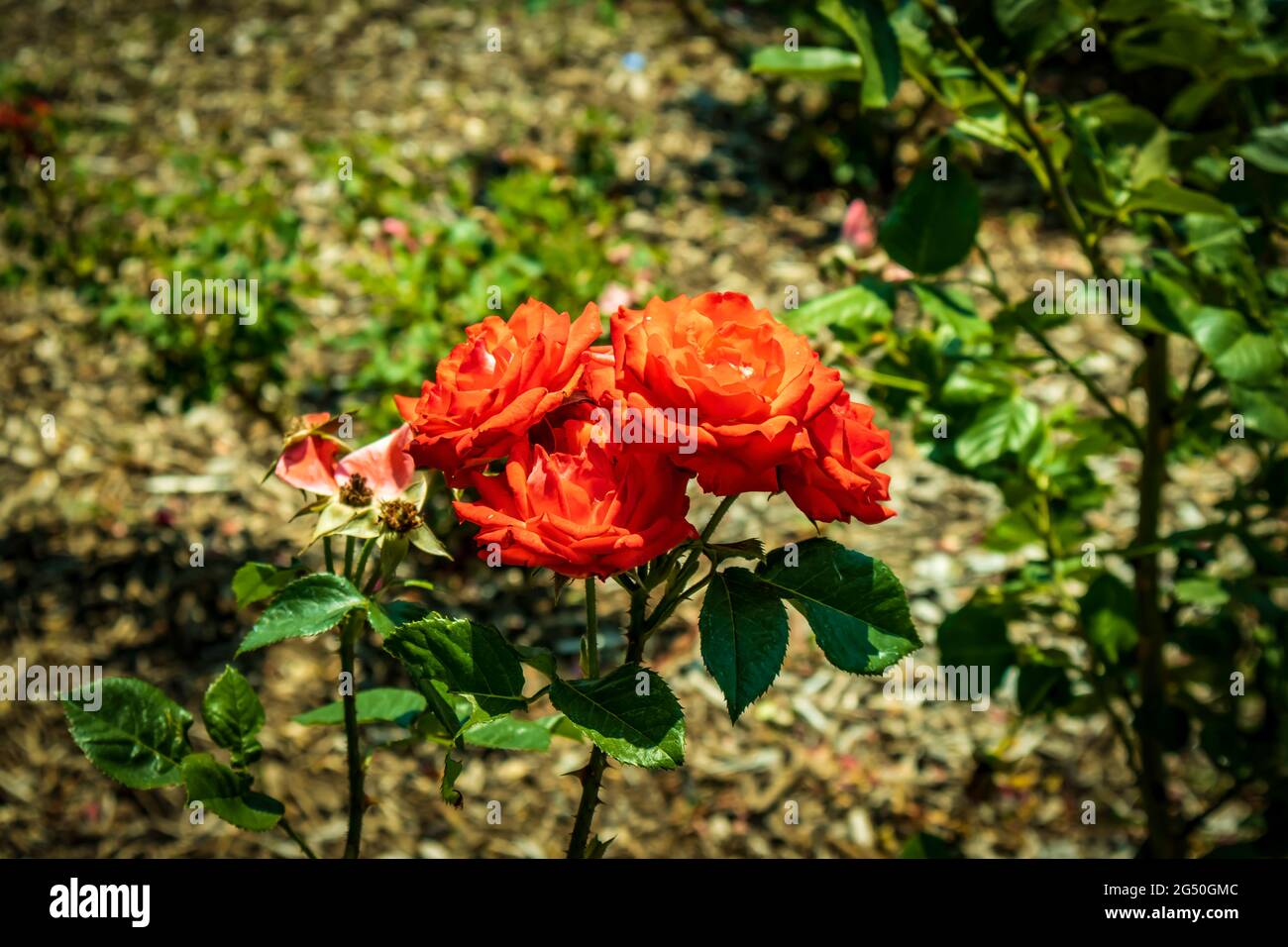 A group of bright orange roses in the Santa Fe rose garden Stock Photo ...
