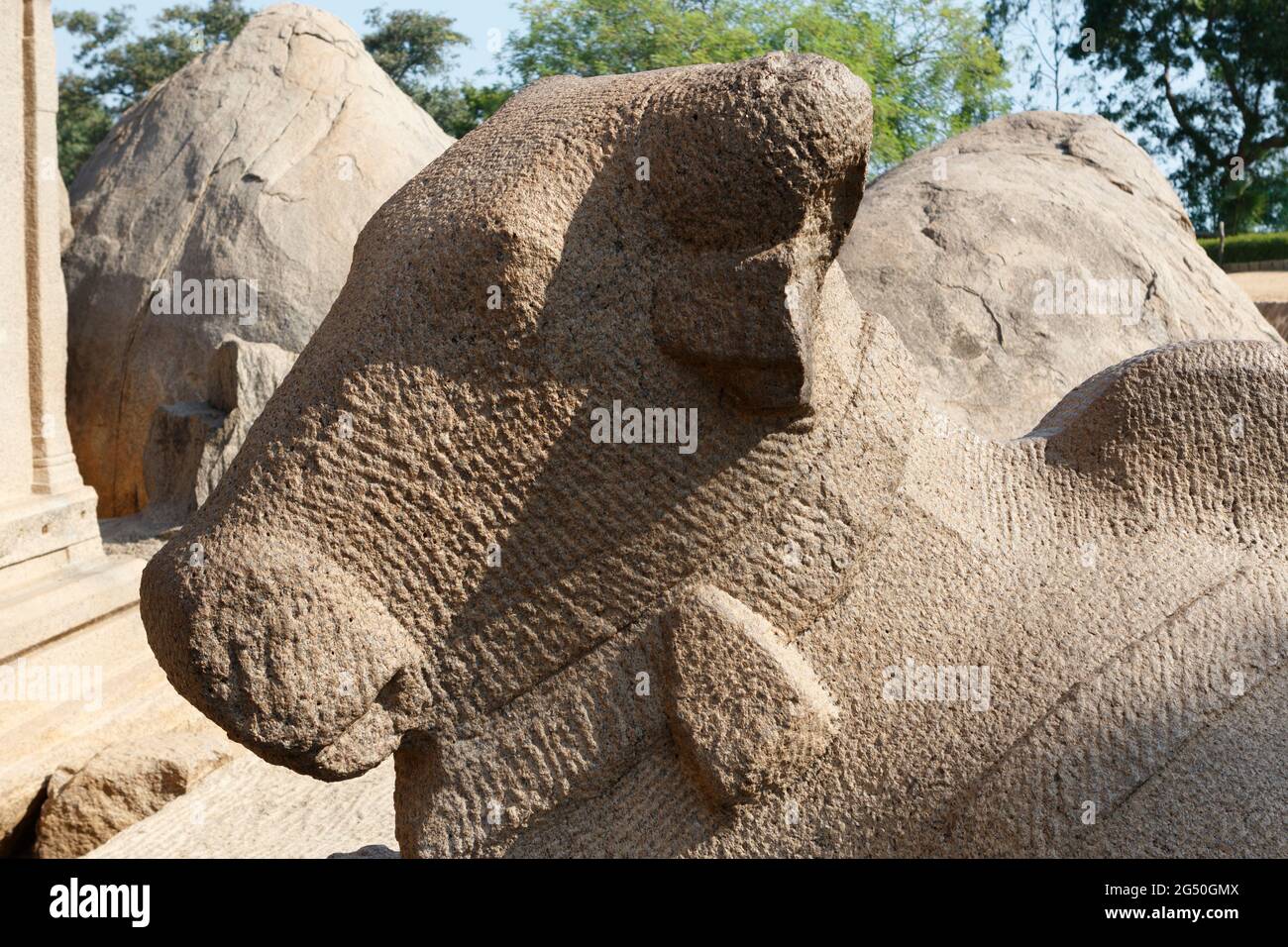 Big stone Nandi in front of the Pancha Rathas (Five Rathas) of ...