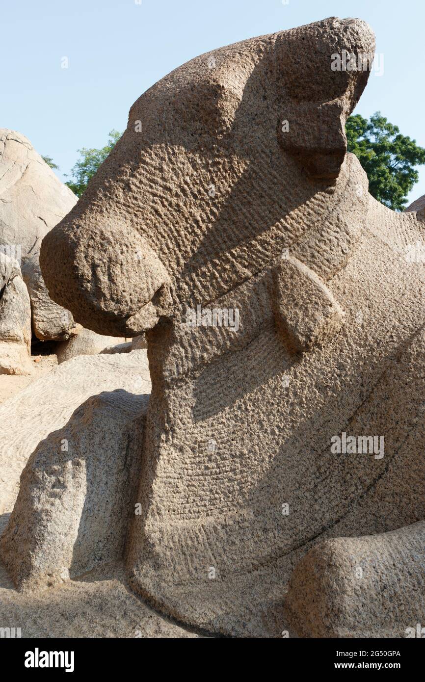 Big stone Nandi in front of the Pancha Rathas (Five Rathas) of ...