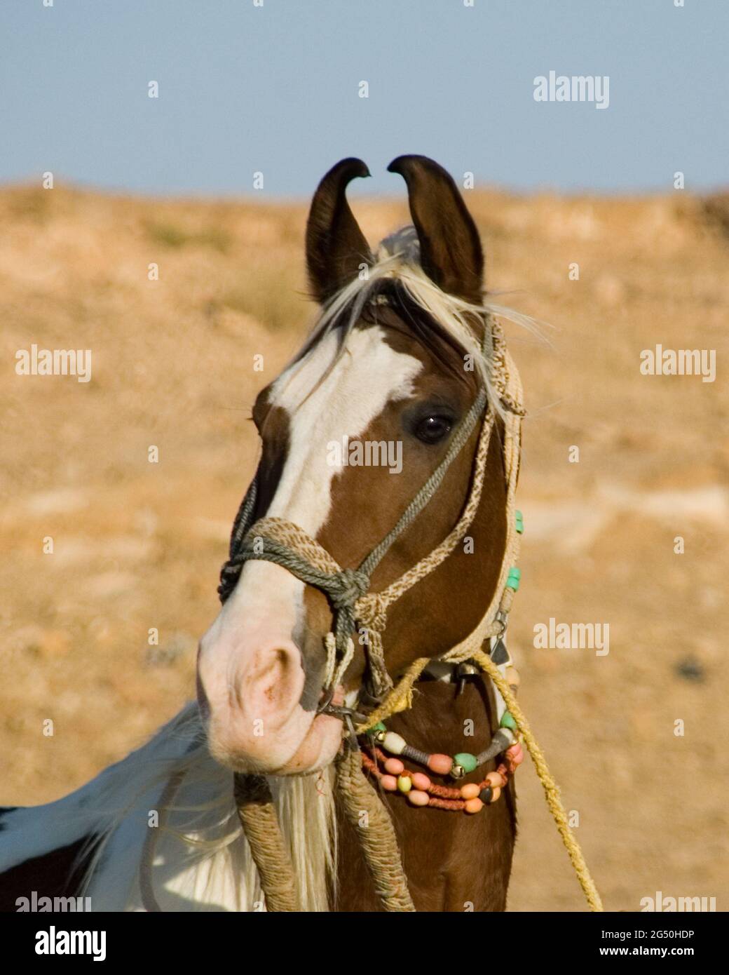 Sindhi culture hi-res stock photography and images - Alamy