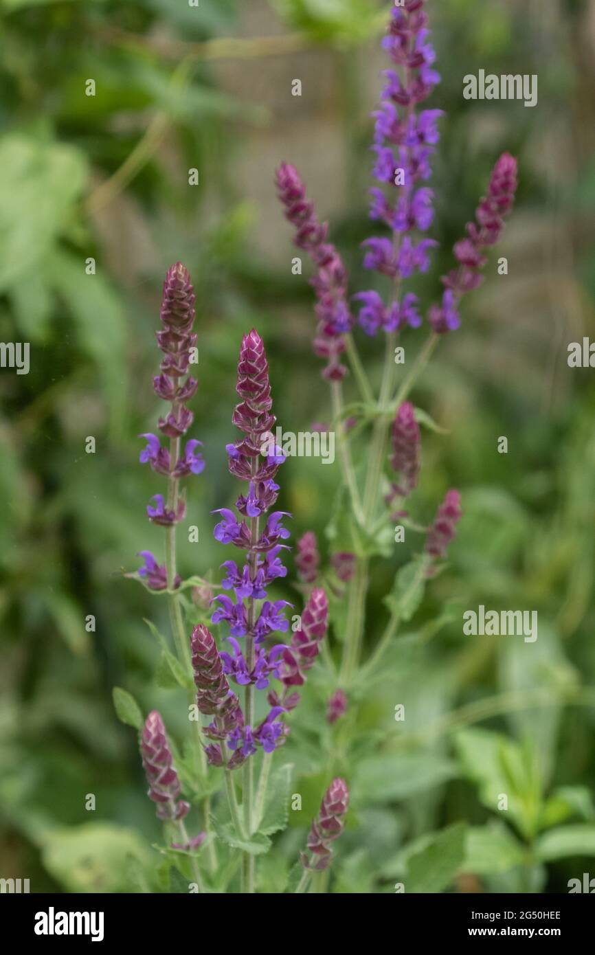 Tall salvia hi-res stock photography and images - Alamy