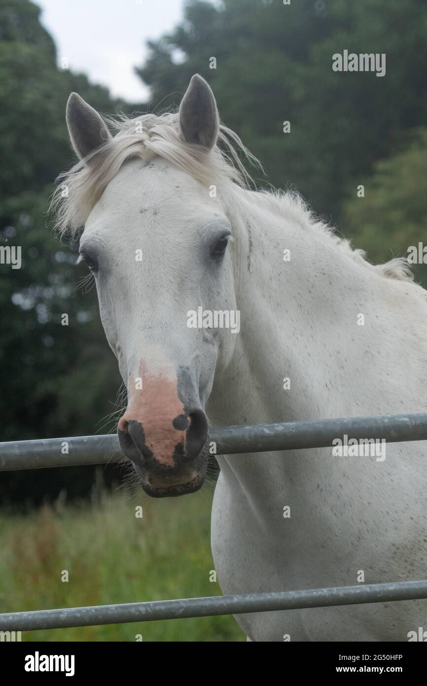 Horse looking over gate hi-res stock photography and images - Alamy