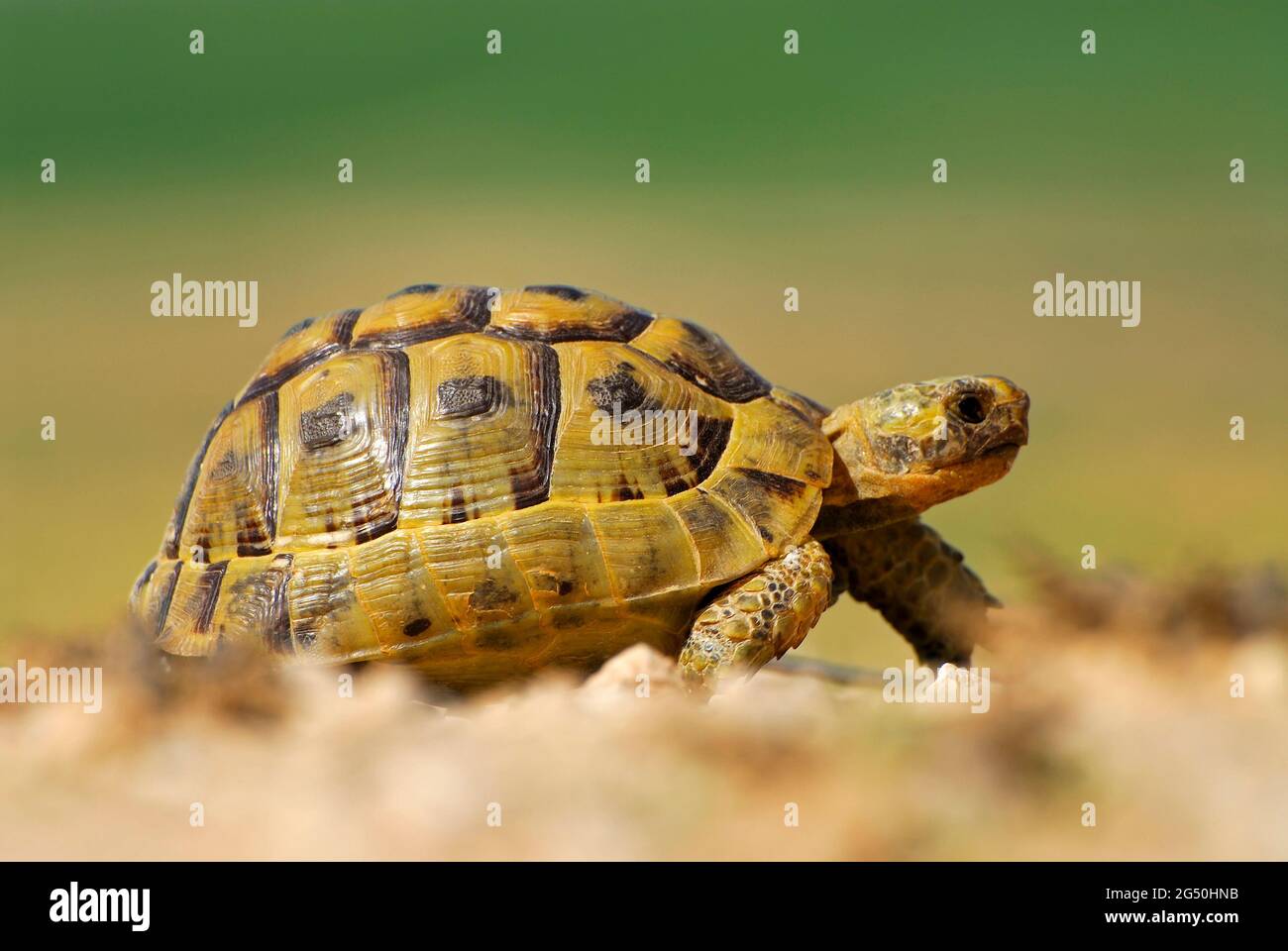 Spur thighed turtle,Testudo graeca walking in the wild Stock Photo - Alamy