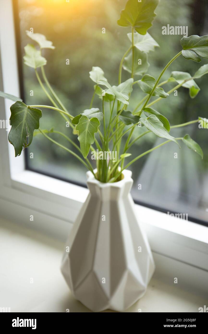 Vertical shot of a plant in a vase on the window ledge indoors Stock ...