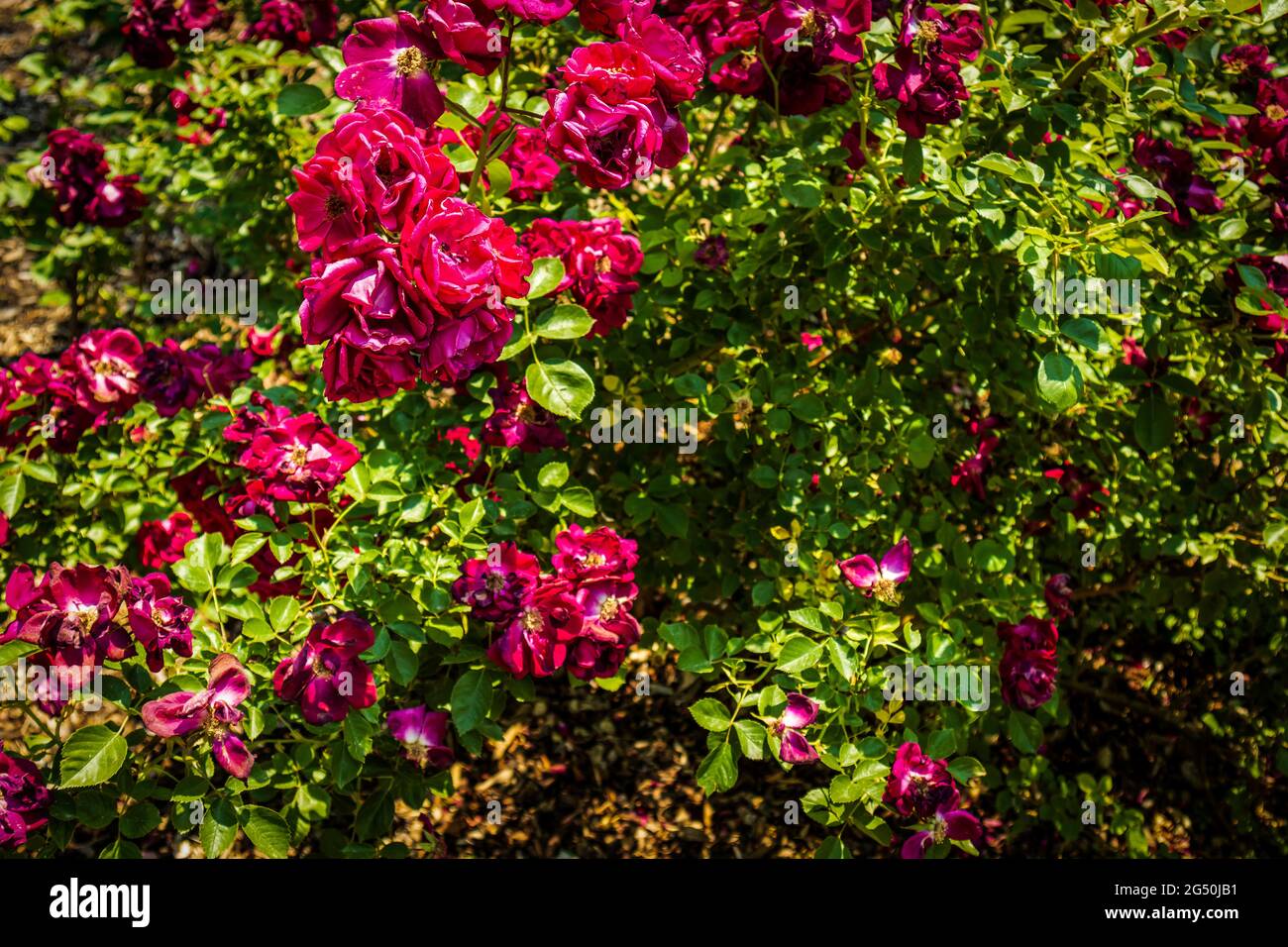 A field of red and purple roses in the Santa Fe rose garden Stock Photo ...