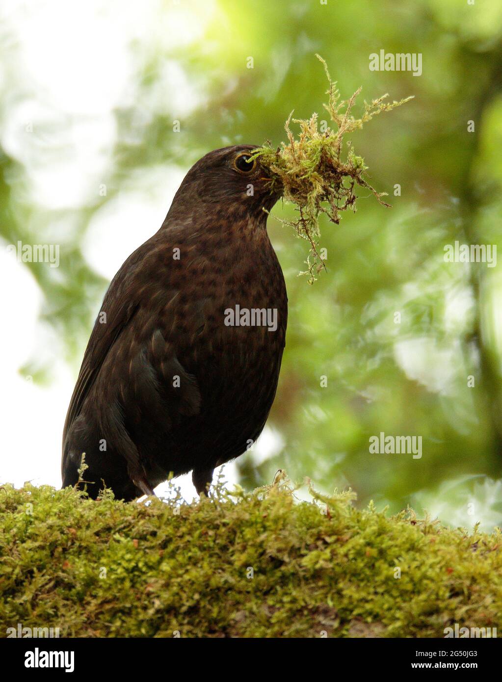 Uk blackbird flying hi-res stock photography and images - Alamy