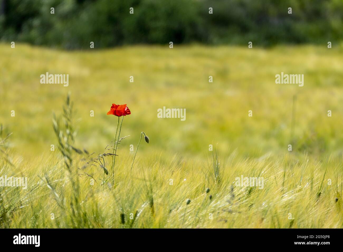 Red wild poppy in a light green field Stock Photo - Alamy