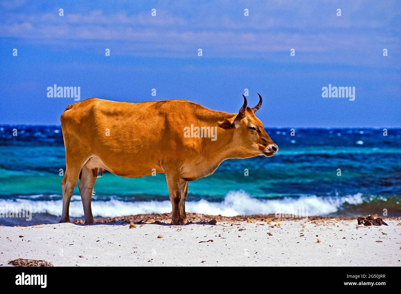 Cow beach corsica hi-res stock photography and images - Alamy