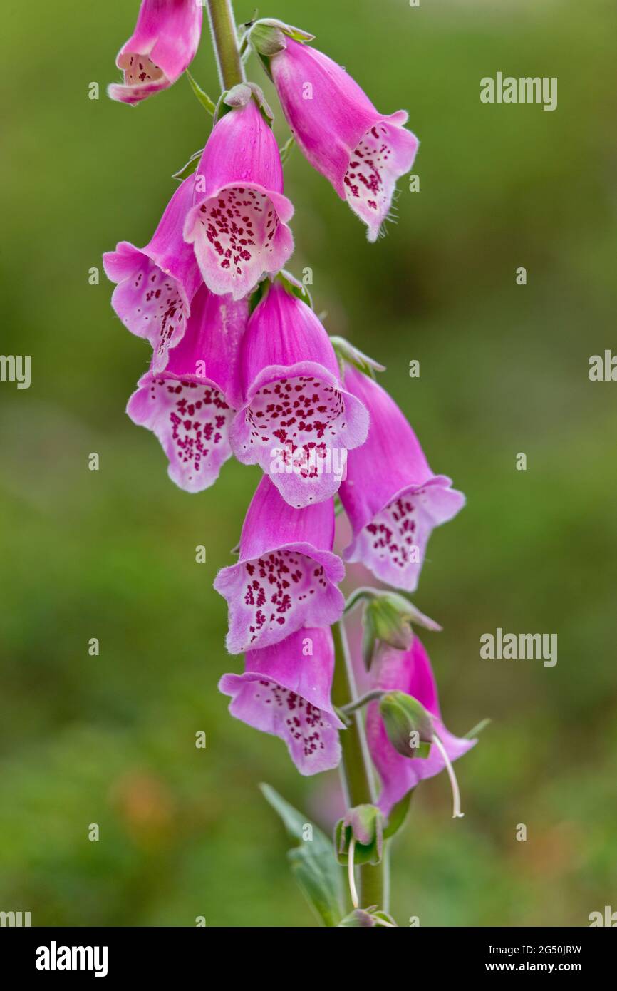 Corsican flora hi-res stock photography and images - Alamy