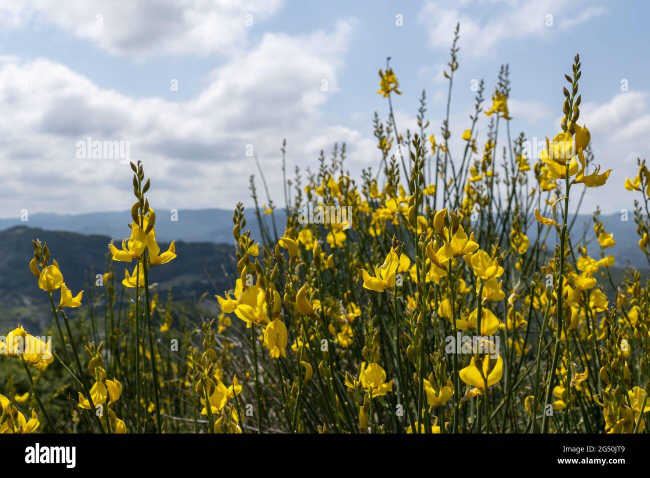 Yellow gorse plants in a field Stock Photo - Alamy