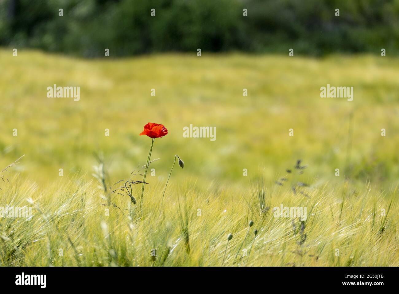Red wild poppy in a light green field Stock Photo - Alamy