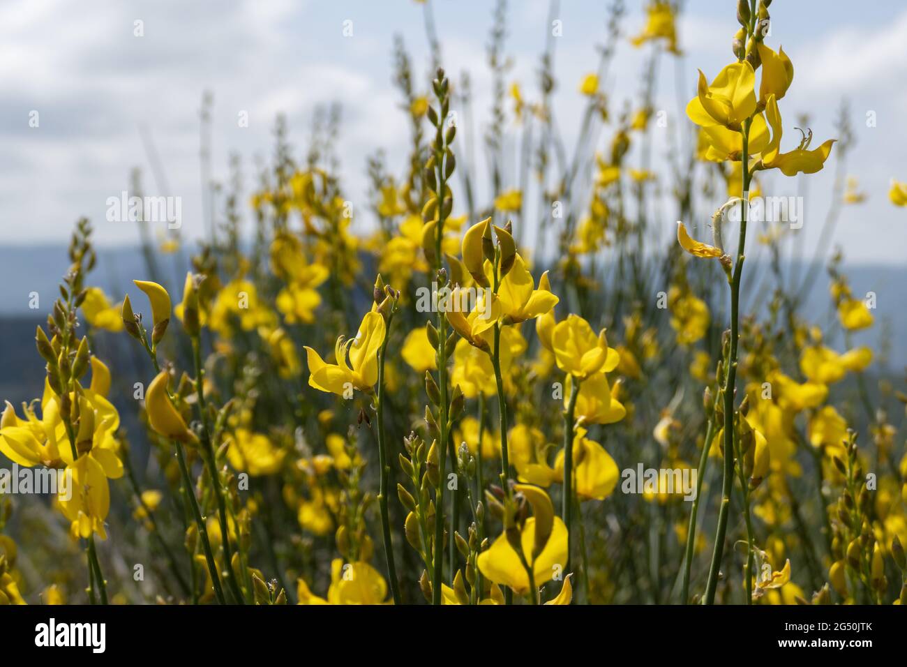 Yellow gorse plants in a field Stock Photo - Alamy